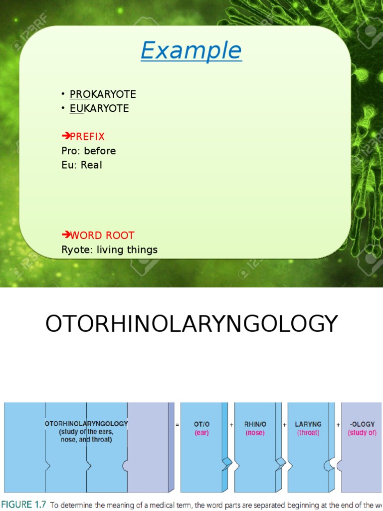 Presentation On Med Term | PDF | Anatomical Terms Of Location ...