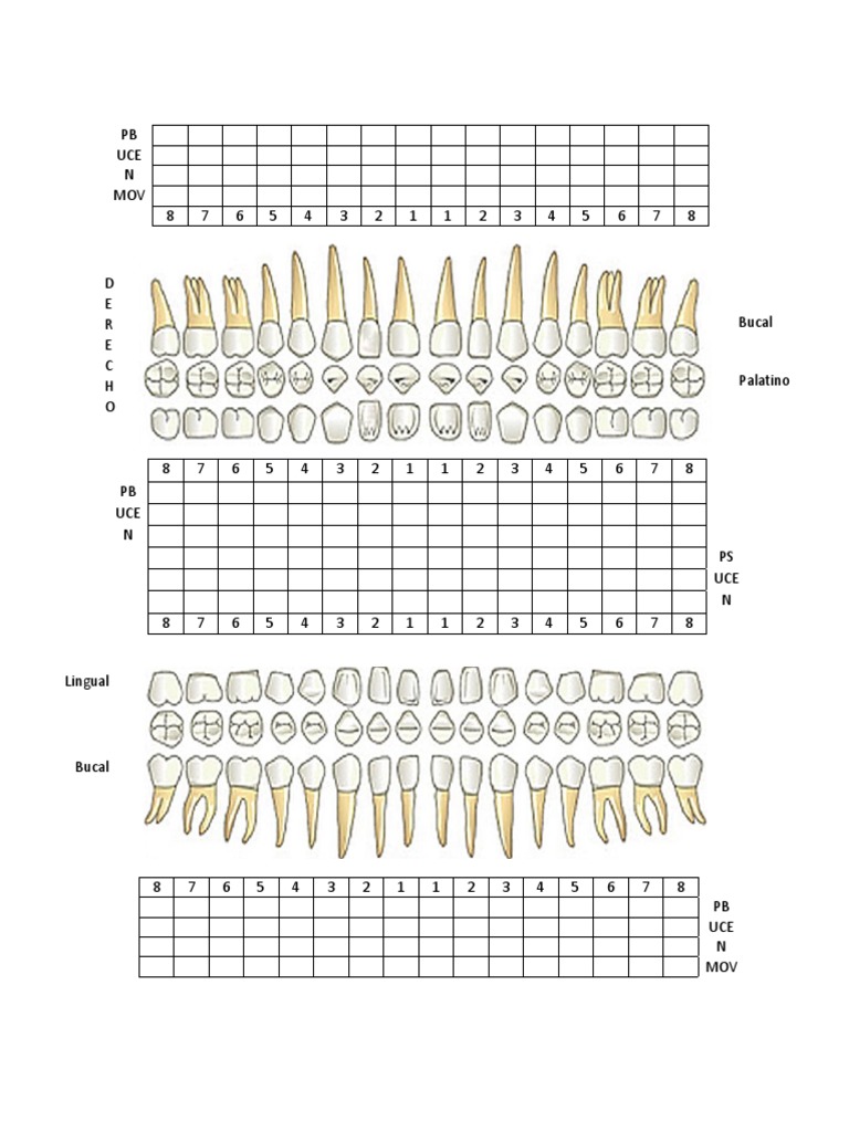 Odontograma PDF | PDF