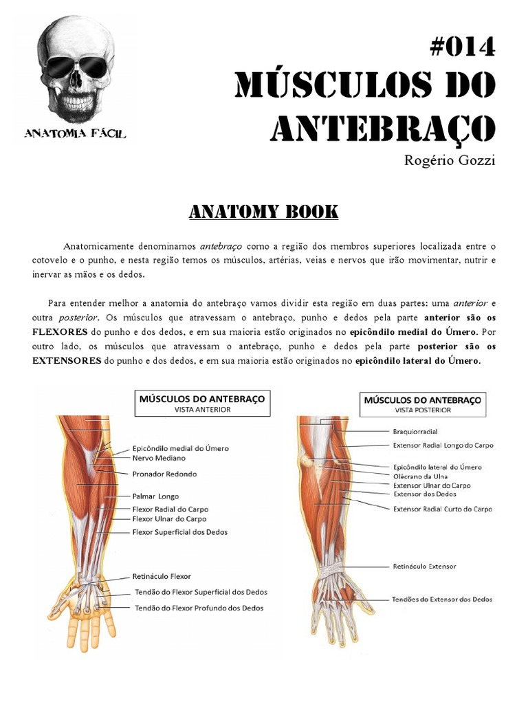 Os principais músculos do antebraço: flexores e extensores de punho e ...