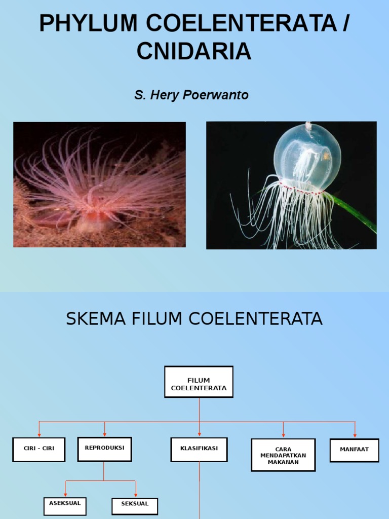 Klasifikasi dan Ciri Coelenterata | PDF | Karang | Zoologi