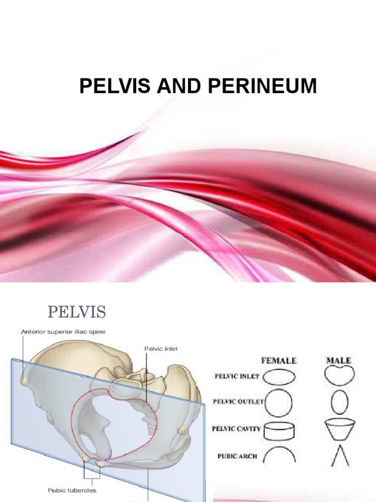 Curs Pelvis Perineu | PDF | Wellness | Science & Mathematics