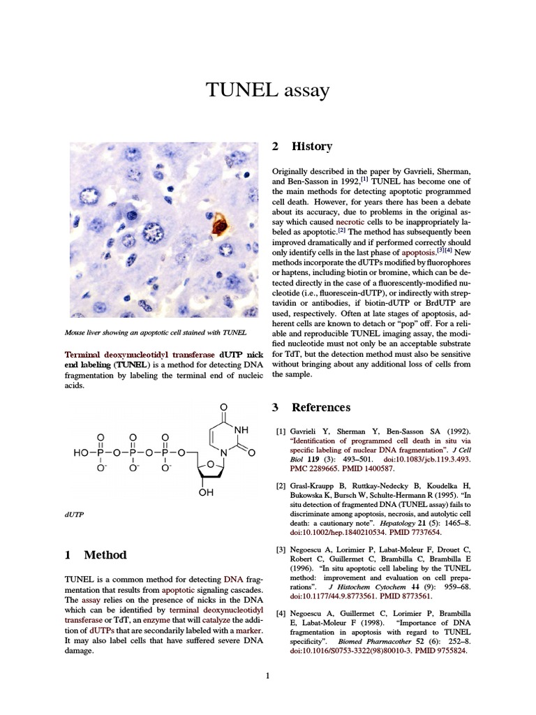 TUNEL Assay - Ensaio TUNEL | PDF | Biochemistry | Chemistry