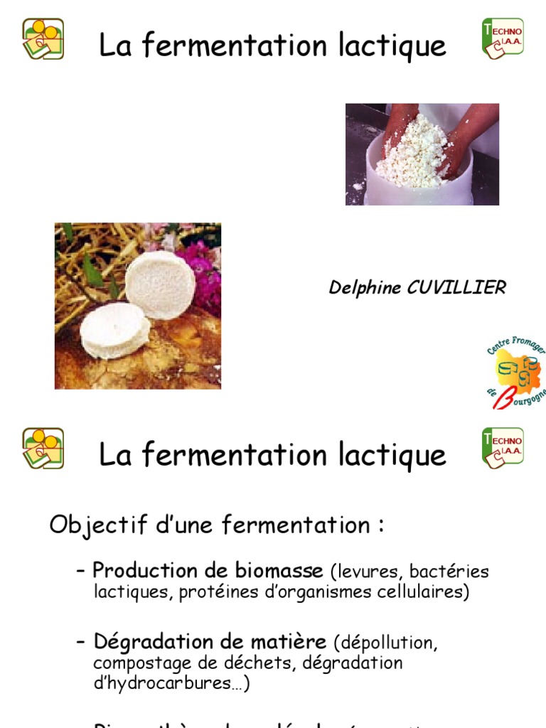 Fermentation lactique : processus et applications | PDF | Lactobacille ...