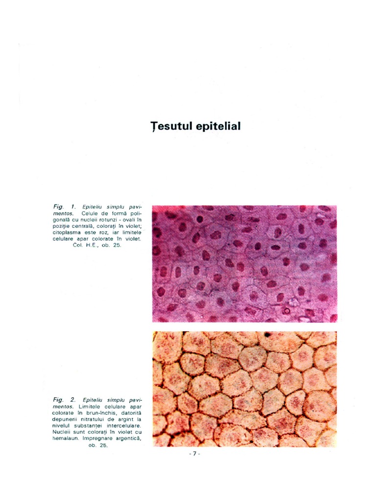 Histologie Tesuturi | PDF