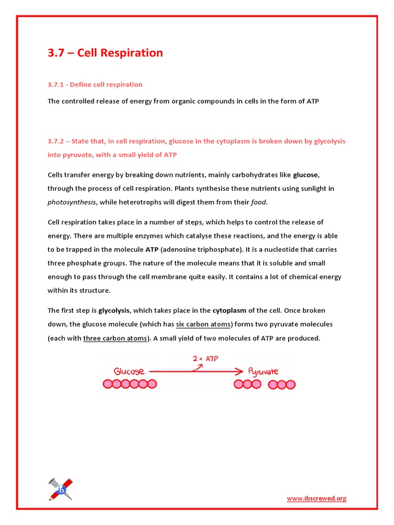 3 7 Cell Respiration | PDF | Cellular Respiration | Fermentation