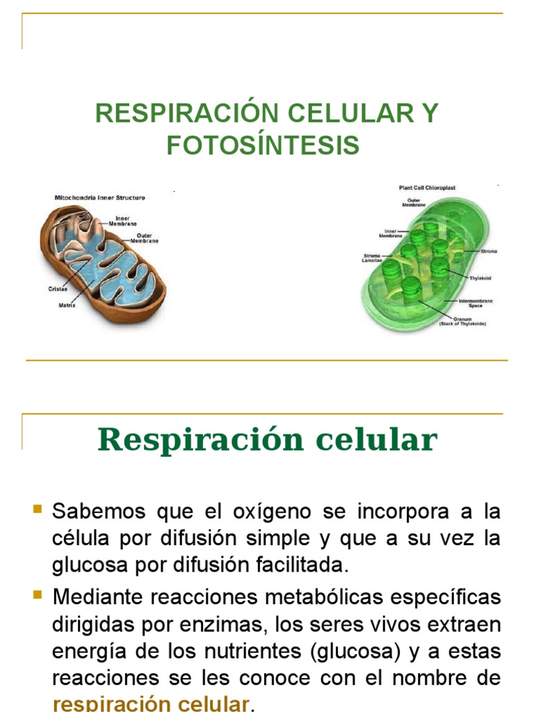 Relación Entre La Fotosíntesis Y El Ciclo De Respiración Celular