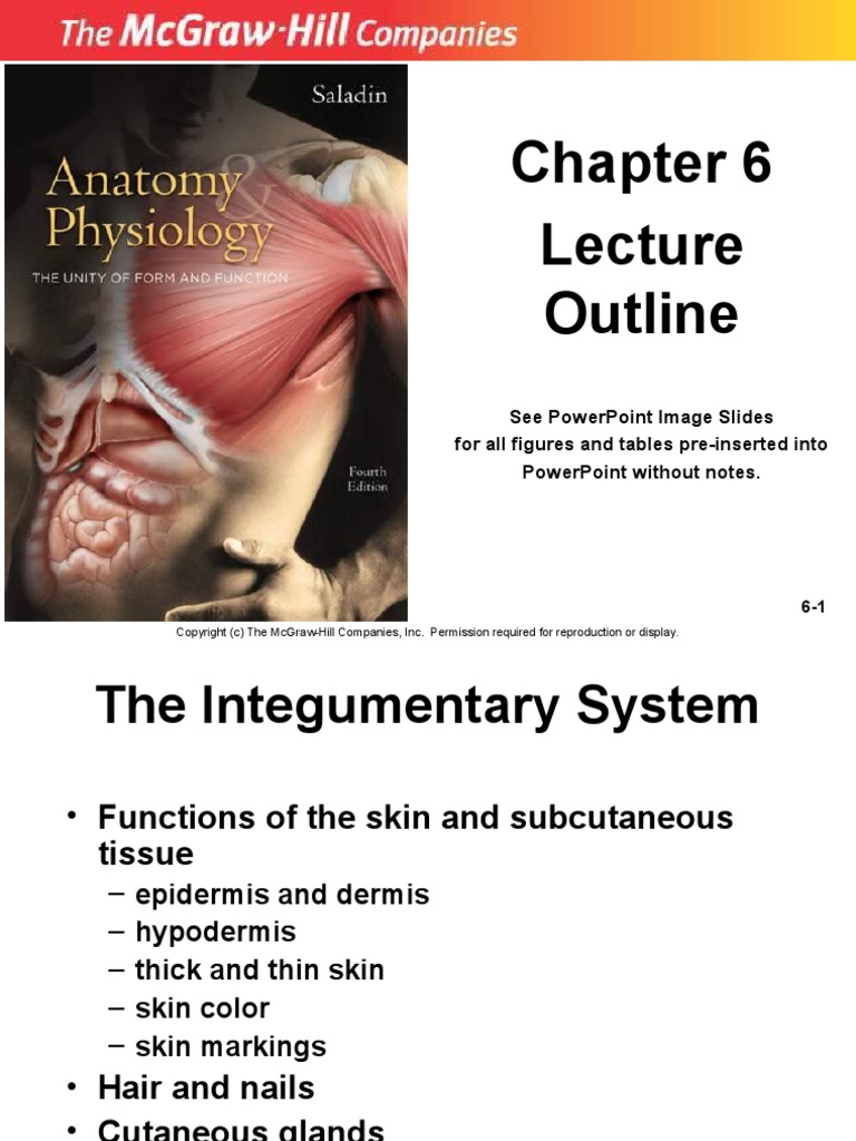 Integumentary System | PDF | Epidermis | Skin
