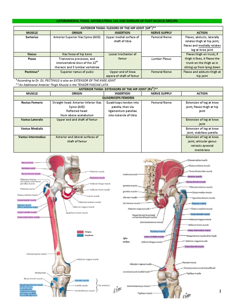 2.01 Gross Anatomy Trans - AM Thigh, AL Leg and Dorsum of Foot Tables ...