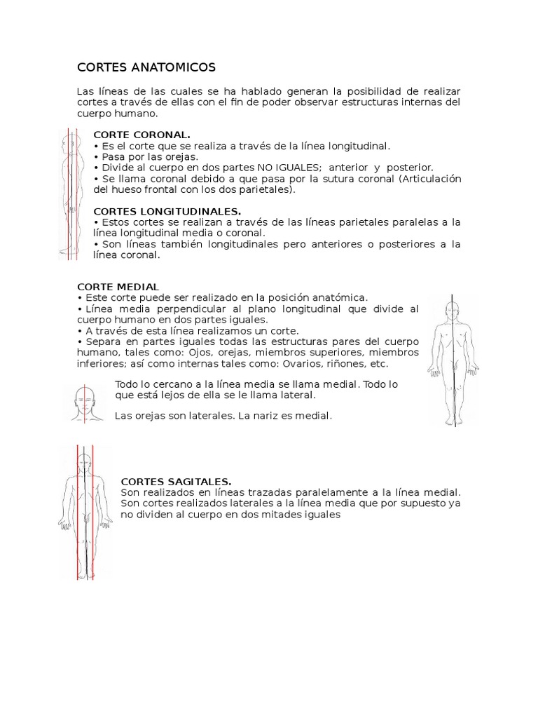 Cortes Anatomicos | PDF