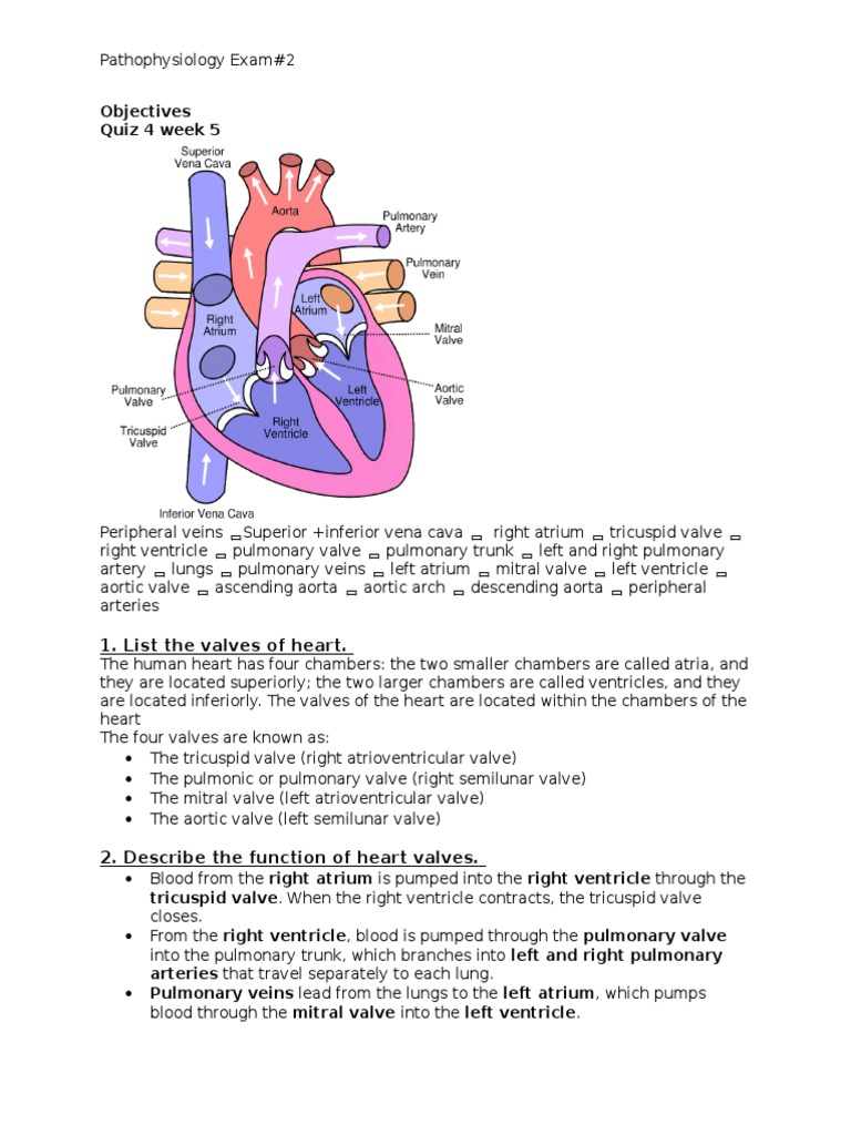heart pathophysiology | Heart Valve | Ventricle (Heart)