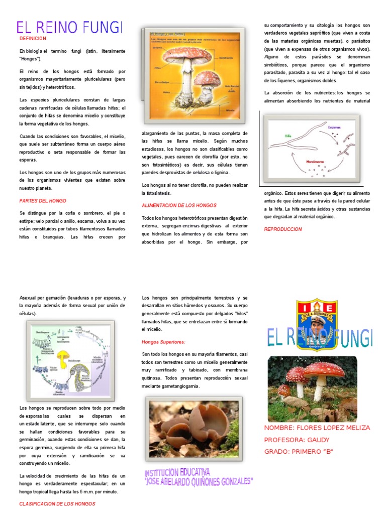 Triptico El Reino Fungi | Hongo | Botánica