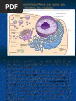 Función y organización de endosomas | PDF | Membrana celular | Histología