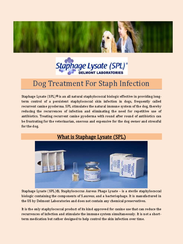Dog Treatment For Staph Infection | PDF | Staphylococcus ...