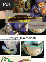 Urochordata Classification Overview | PDF | Chordates