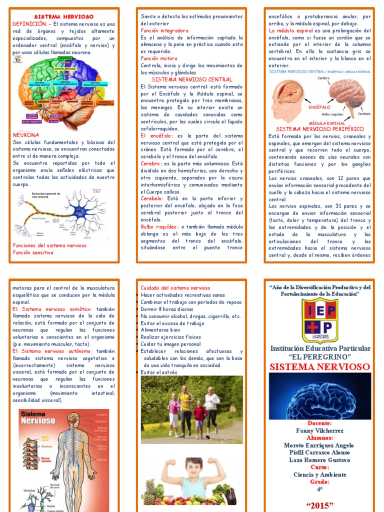 Triptico Sistema Nervioso | PDF | Sistema nervioso | Sistema nervioso central