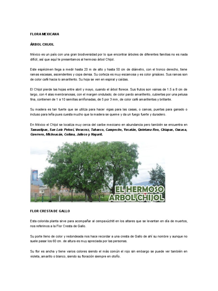 La biodiversidad arbórea de México: descripción y usos del árbol Chijol ...