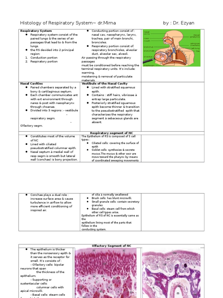 Histology Of Respiratory System Pdf Respiratory Tract Epithelium