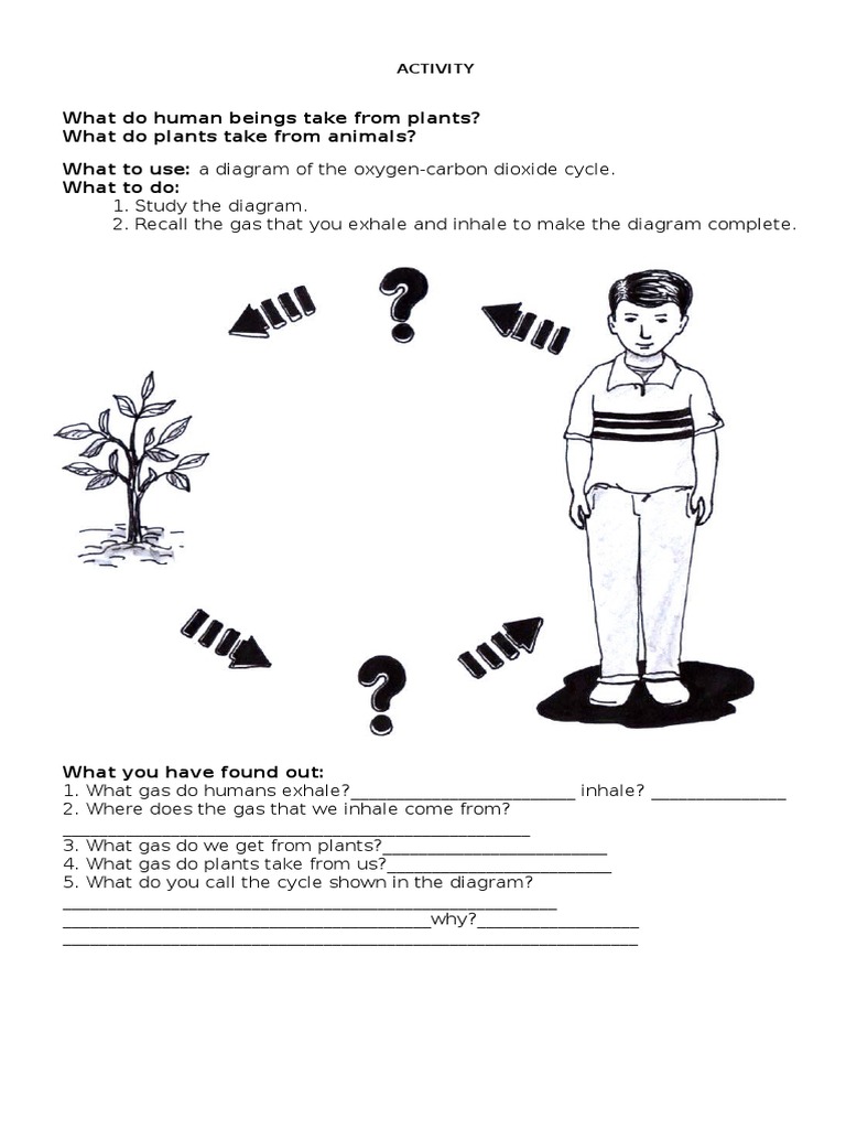 Oxygen-Carbon Dioxide Cycle Activity | PDF | Science & Mathematics