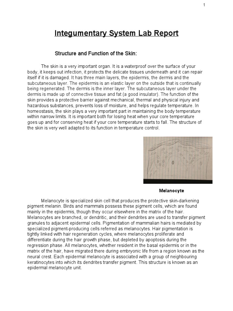 Integumentary System Lab Report: Structure and Function of The Skin ...