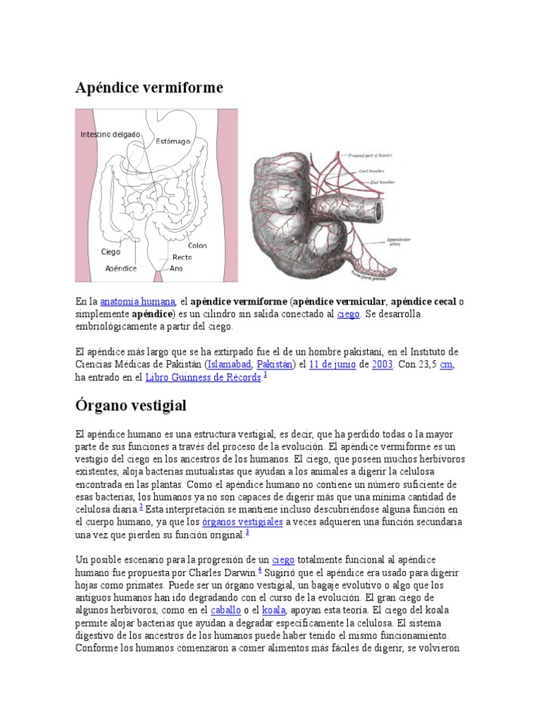 Anatomía y función del apéndice vermiforme | PDF | Especialidades ...