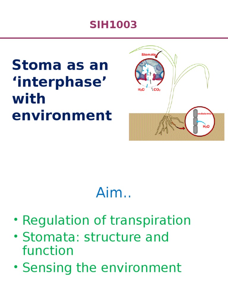 Stoma Interphase With Environment | PDF | Stoma | Branches Of Botany