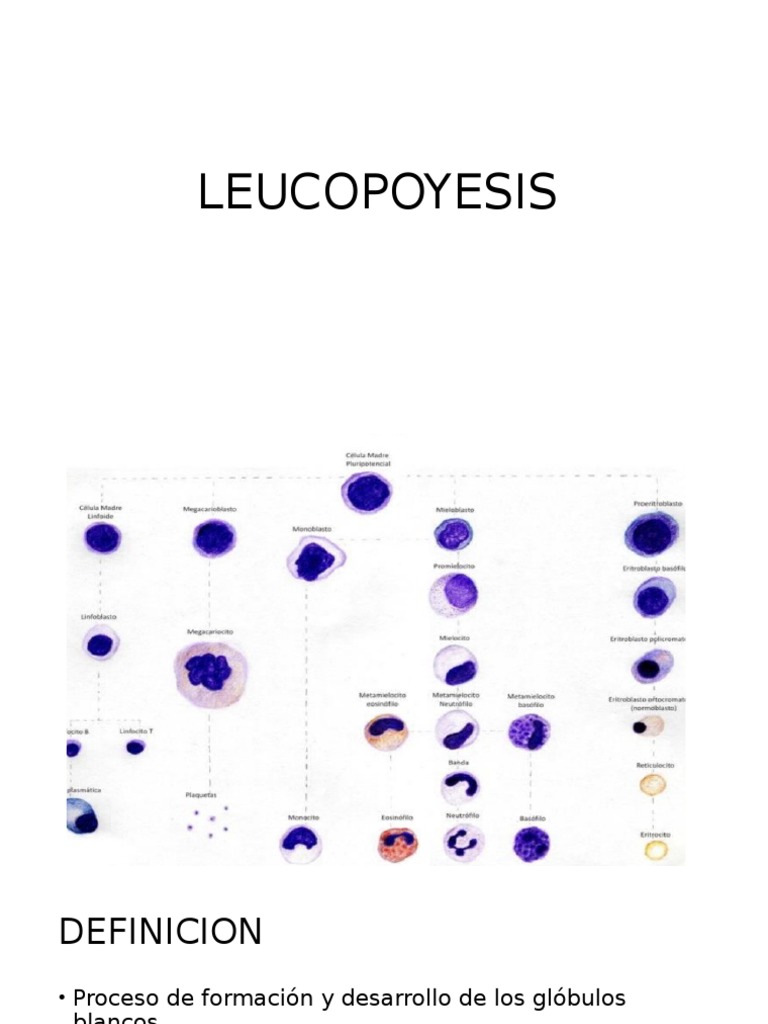 LEUCOPOYESIS | Linfocito | Leucocito