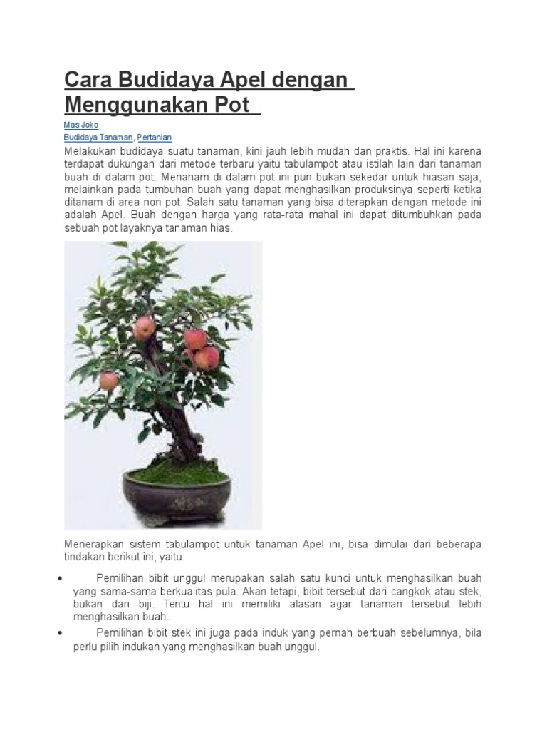 Cara Budidaya Apel Dengan Menggunakan Pot | PDF | Sains & Matematika