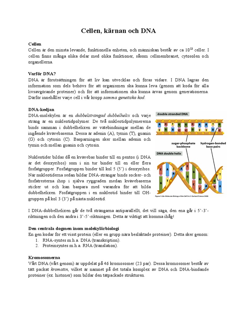 Cellen, Kärnan Och DNA | PDF