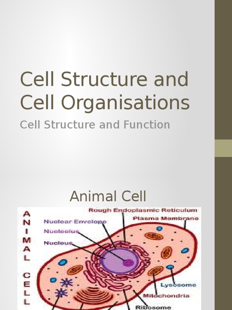 Chapter 2-Cell Analogy 2015 | PDF | Tissue (Biology) | Cell (Biology)