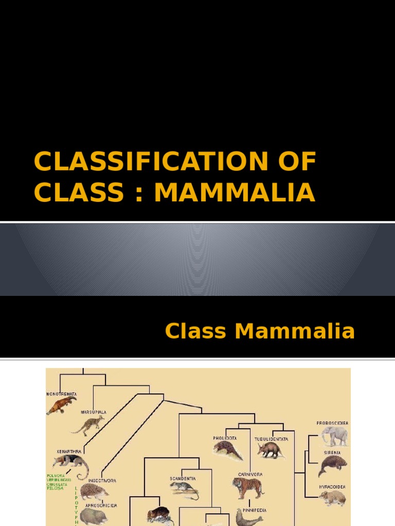 Classification of Class Mammalia Pptx | Whales | Cetacea
