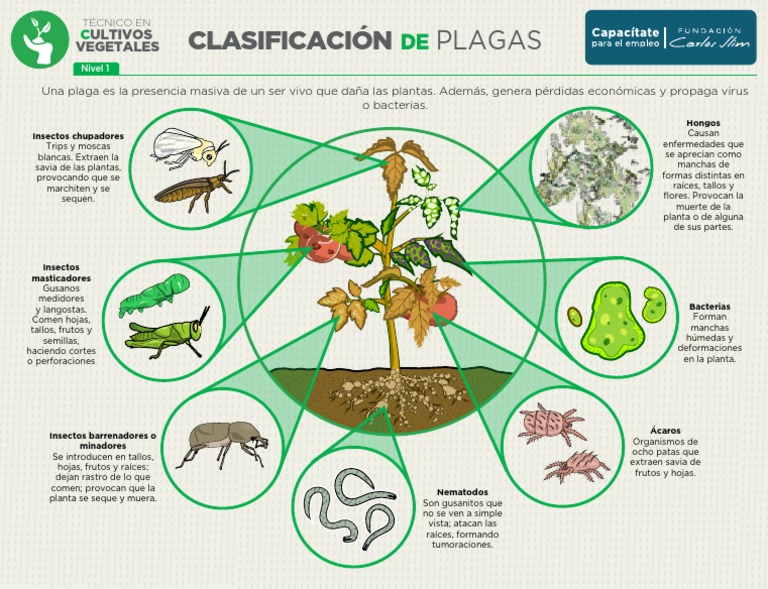 Clasifiación de Plagas | PDF | Ciencia y matemáticas