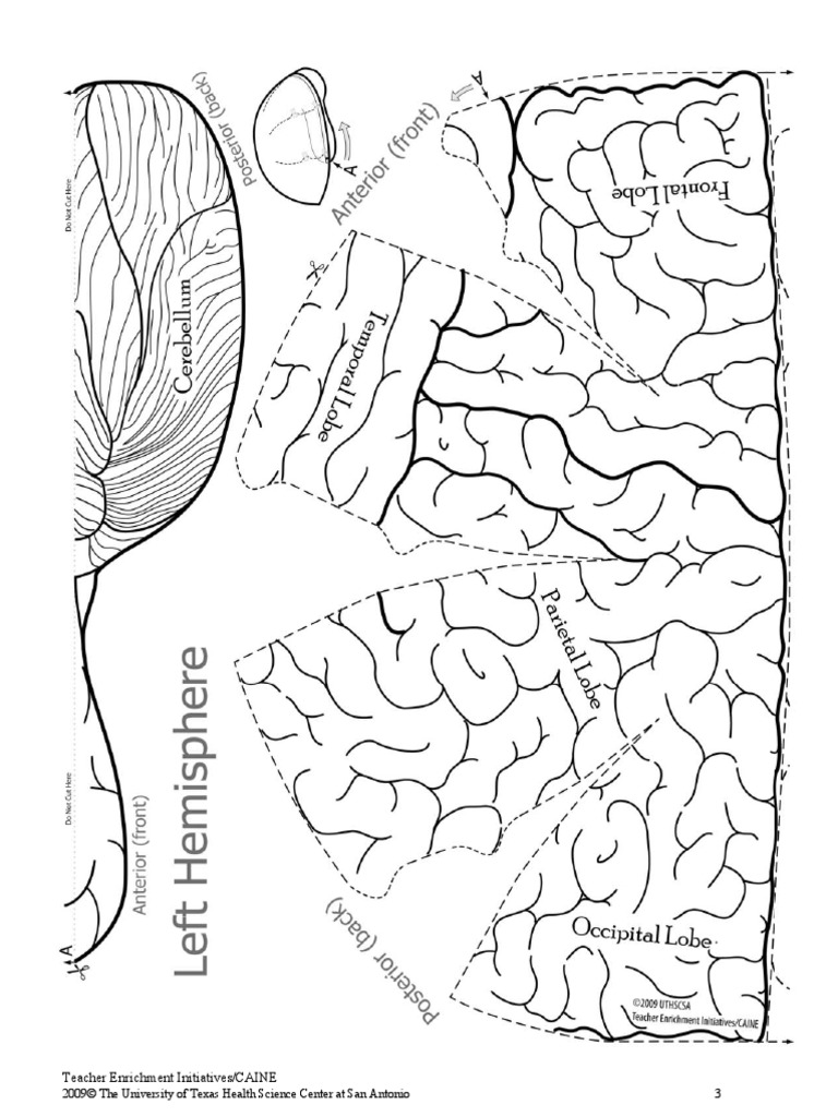 Brain Cap Template | PDF