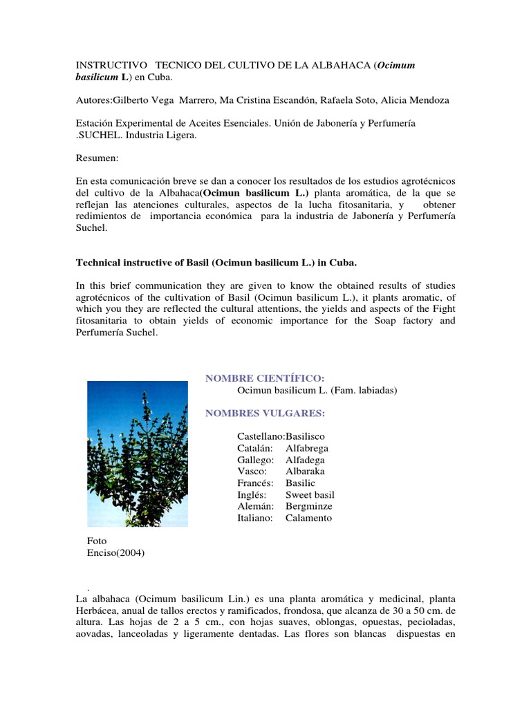 Cultivo de Albahaca en Cuba: Guía Técnica | PDF | Albahaca | Suelo