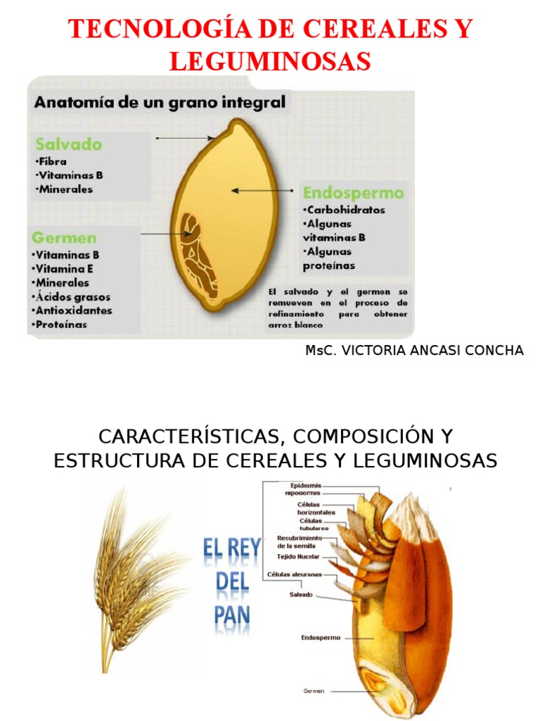 Cereales y leguminosas: composición, estructura y tecnología | PDF | Cereales | Trigo