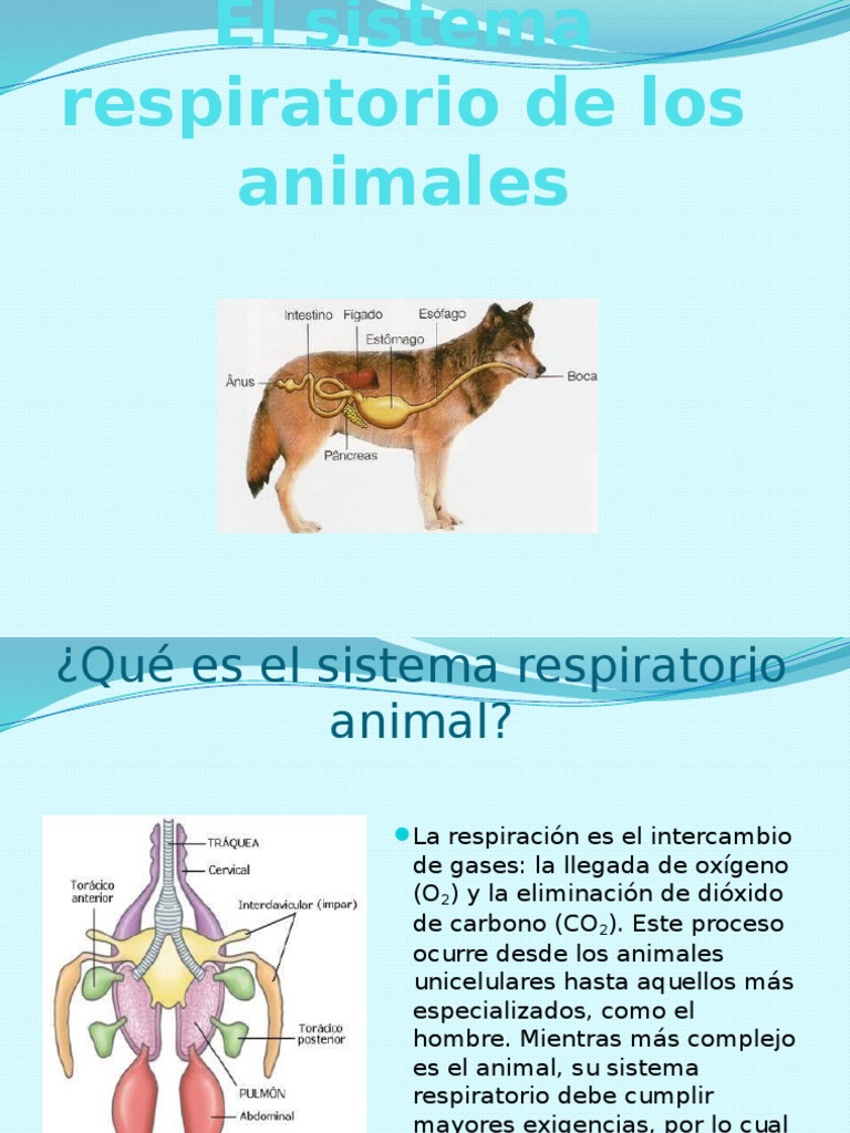 El sistema respiratorio de los animales.pptx | Vertebrados | Sistema ...