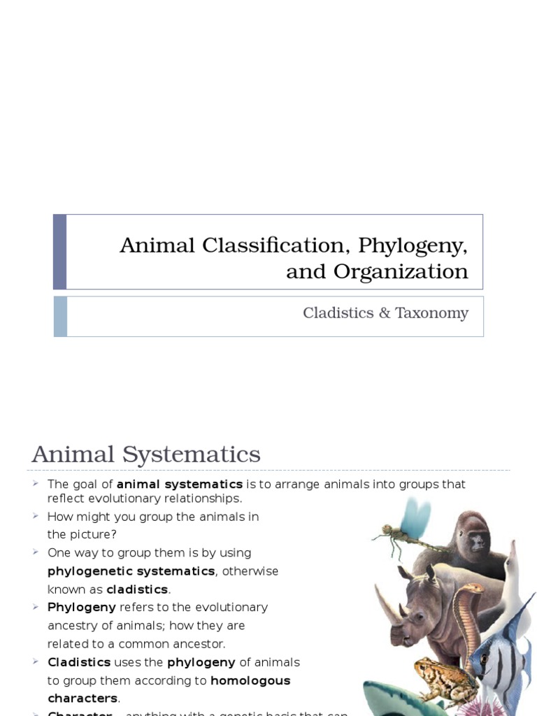 Animal Classification and Phylogeny Overview | PDF | Phylogenetic Tree ...