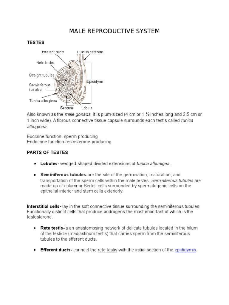 Male Reproductive System | Genitourinary System | Mammal Reproductive ...