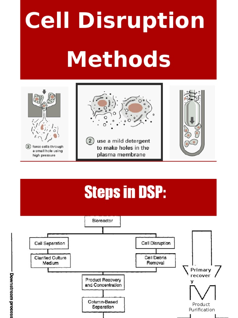Cell Disruption | PDF | Lysis | Mill (Grinding)