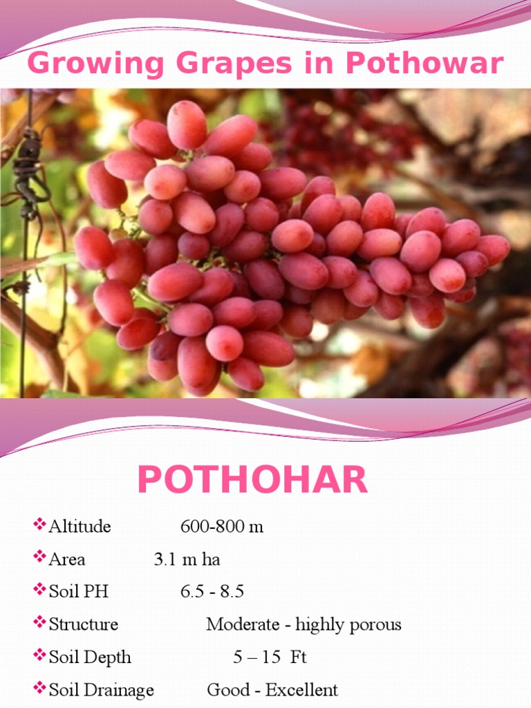 Grapes Production Technology | PDF | Vitis | Horticulture And Gardening