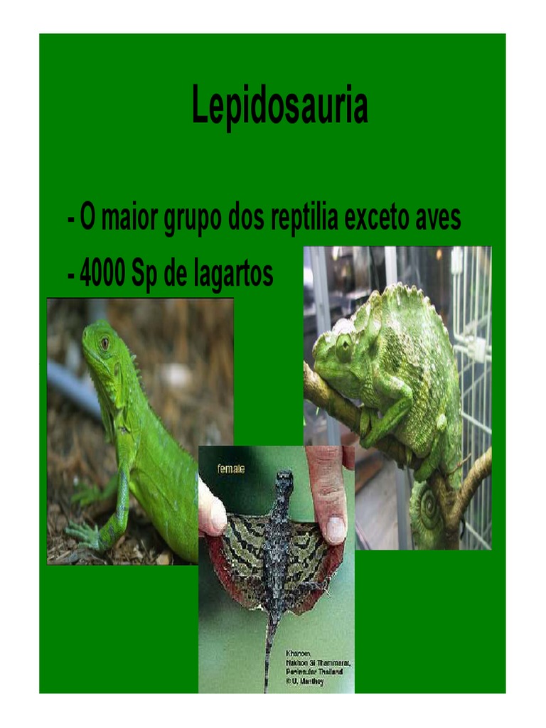 Lepidosauria: Características e Ecologia | PDF | Serpente | Aves