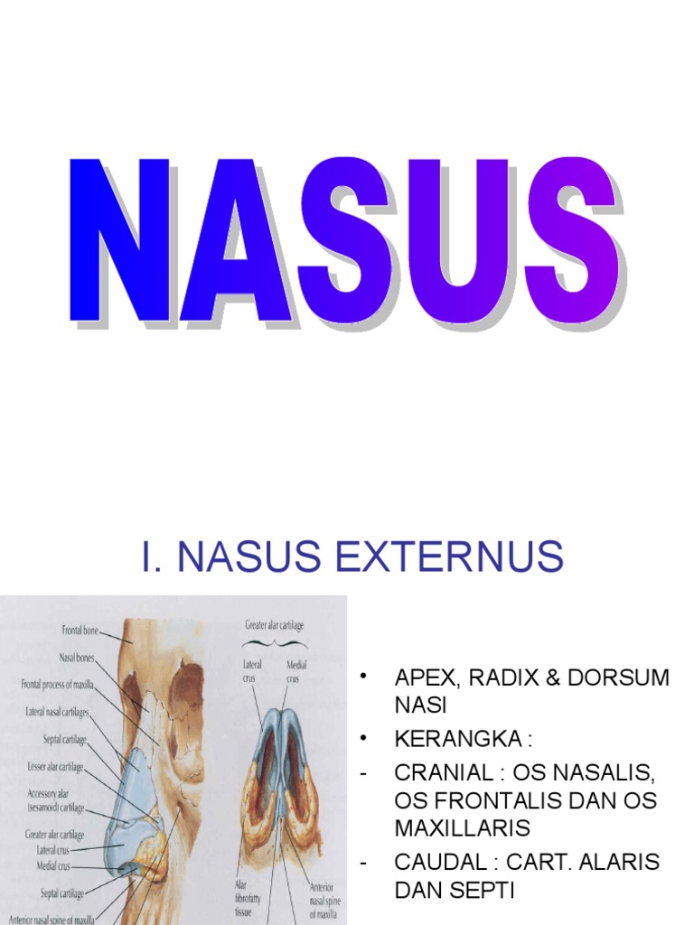 Cavum Nasi | PDF