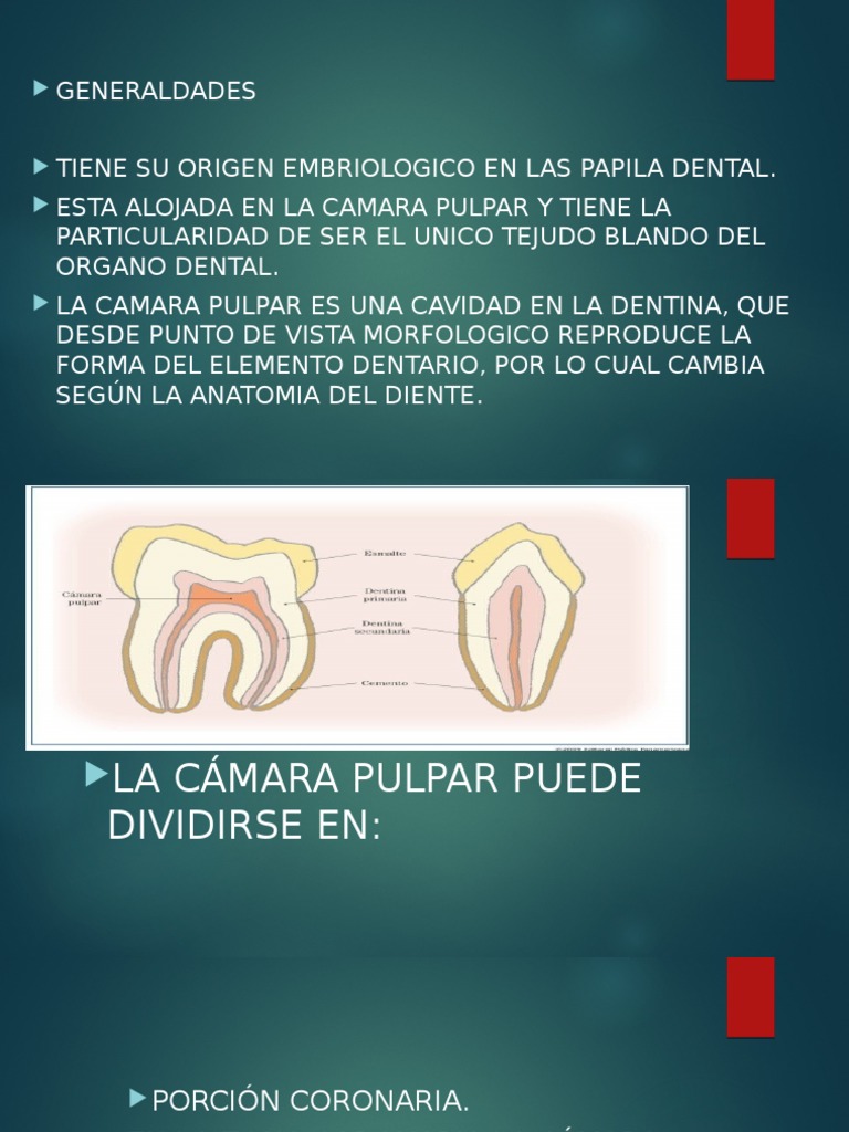 Complejo Dentino-Pulpar I | PDF | Diente humano | Tejido conectivo