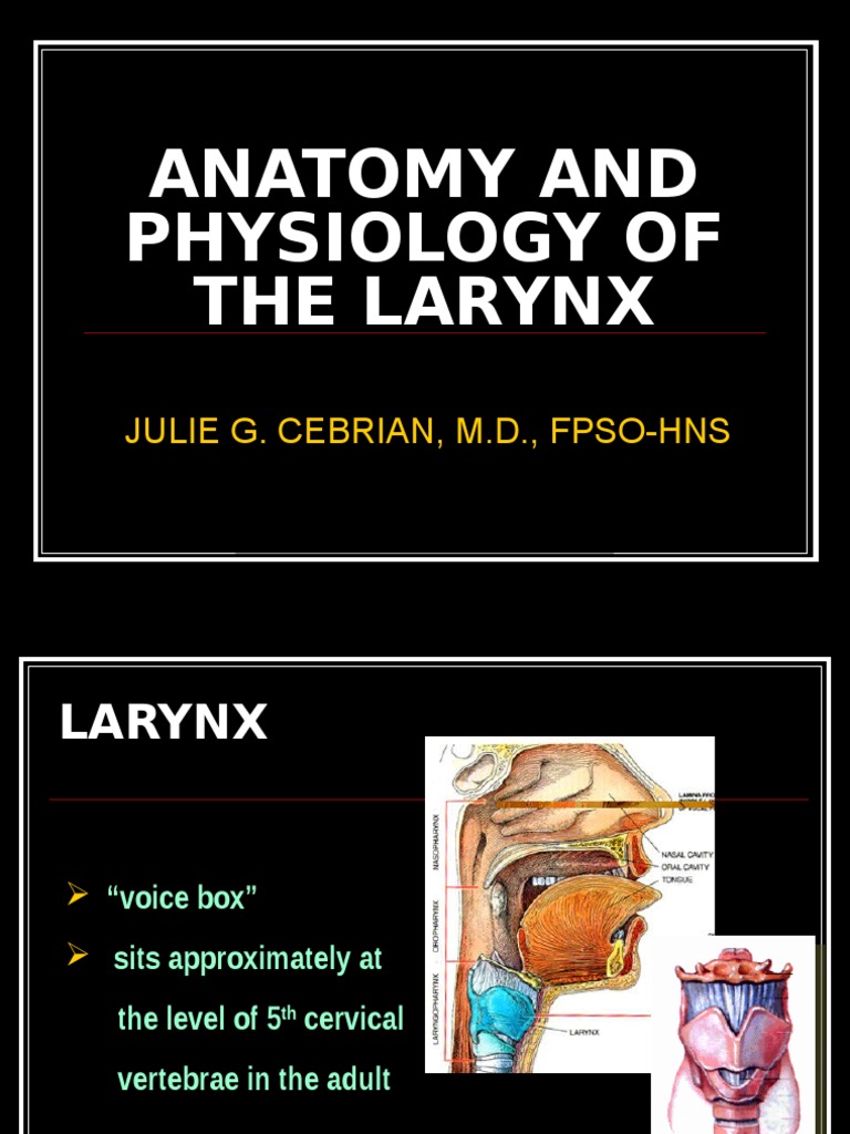 Anatomy and Physiology of The Larynx1 | PDF | Larynx | Human Anatomy