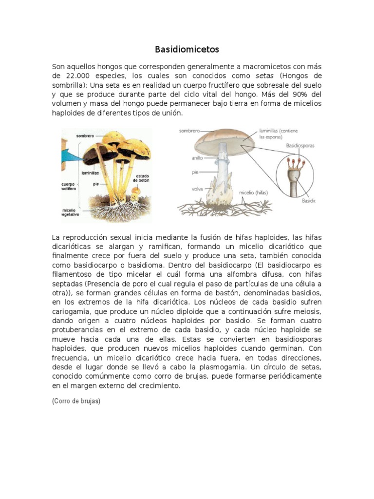 Basidiomicetos | PDF | Hongo | Biología