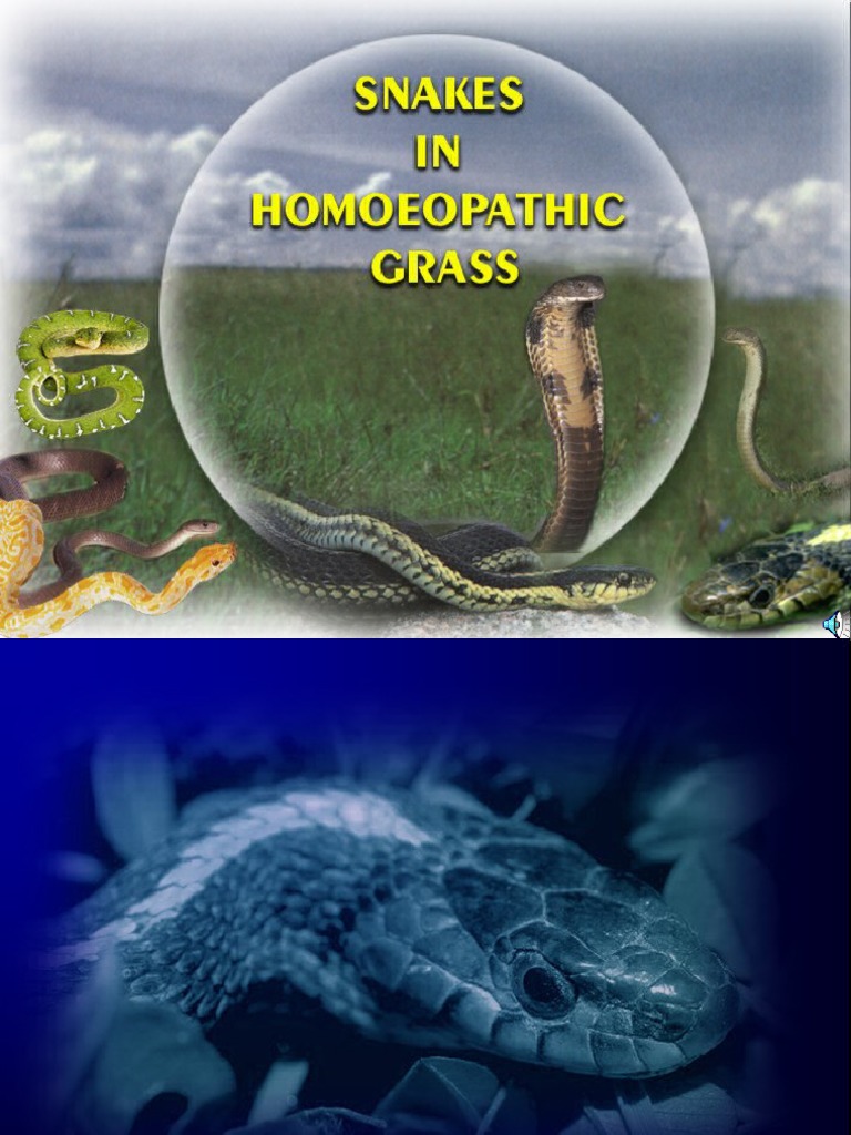 Taxonomy and Classification of Snakes | PDF | Snake | Squamata