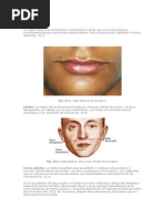 Regiones Faciales: Anatomía y Funciones | PDF | Nariz humana | Labio