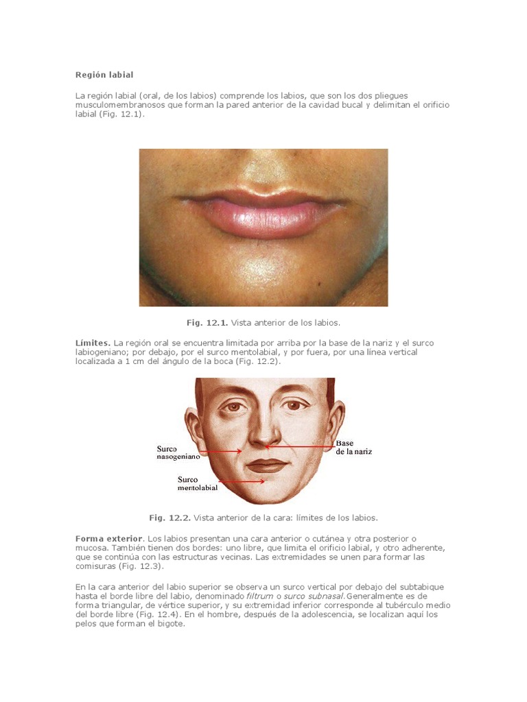 Región Labial y Mentoniana | PDF | Labio | Piel