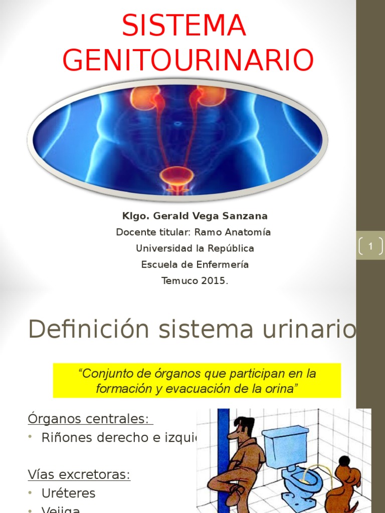 Clase. Sistema Genito Urinario | Riñón | Útero | Prueba gratuita de 30 ...