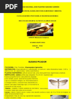 Mosca Pinta-1 | PDF | Control biológico de plagas | Plaga (organismo)