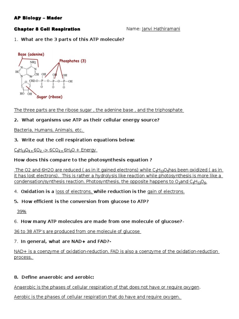 AP Biology Chapter 8 Reading Guide | PDF | Cellular Respiration ...